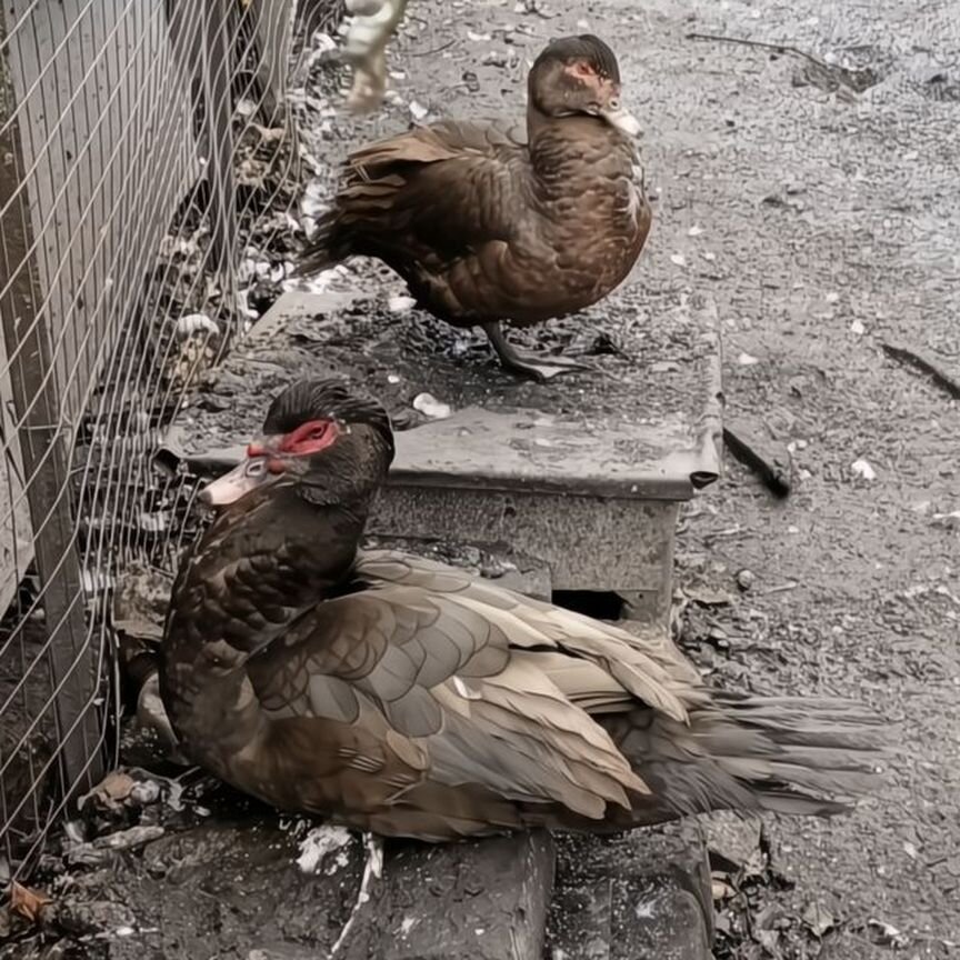 Индоутка шоколад красный бык