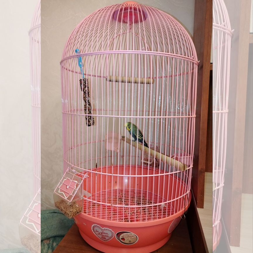 Волнистый попугай с клеткой