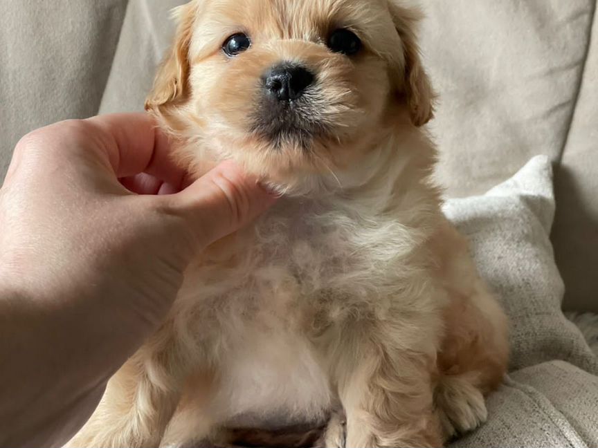 Пекапу (пекенес + пудель)