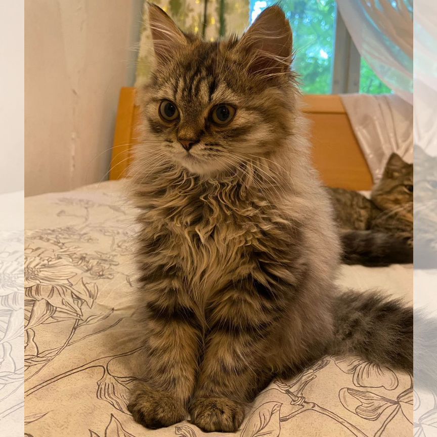 Котёнок в добрые руки