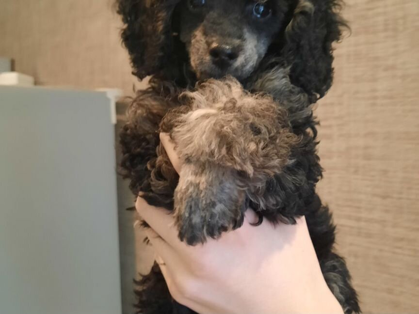 Той-пудель мальчик