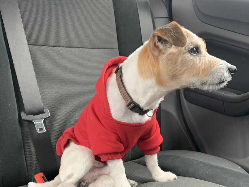 Новое худи джемпер для маленькой собаки или кошки