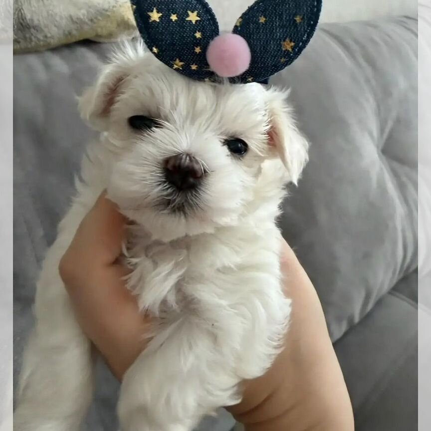 Мальтийская болонка, щенок