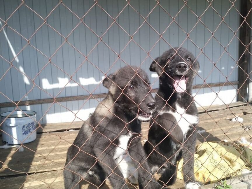 Собаки щенки немецкая овчарка бесплатно