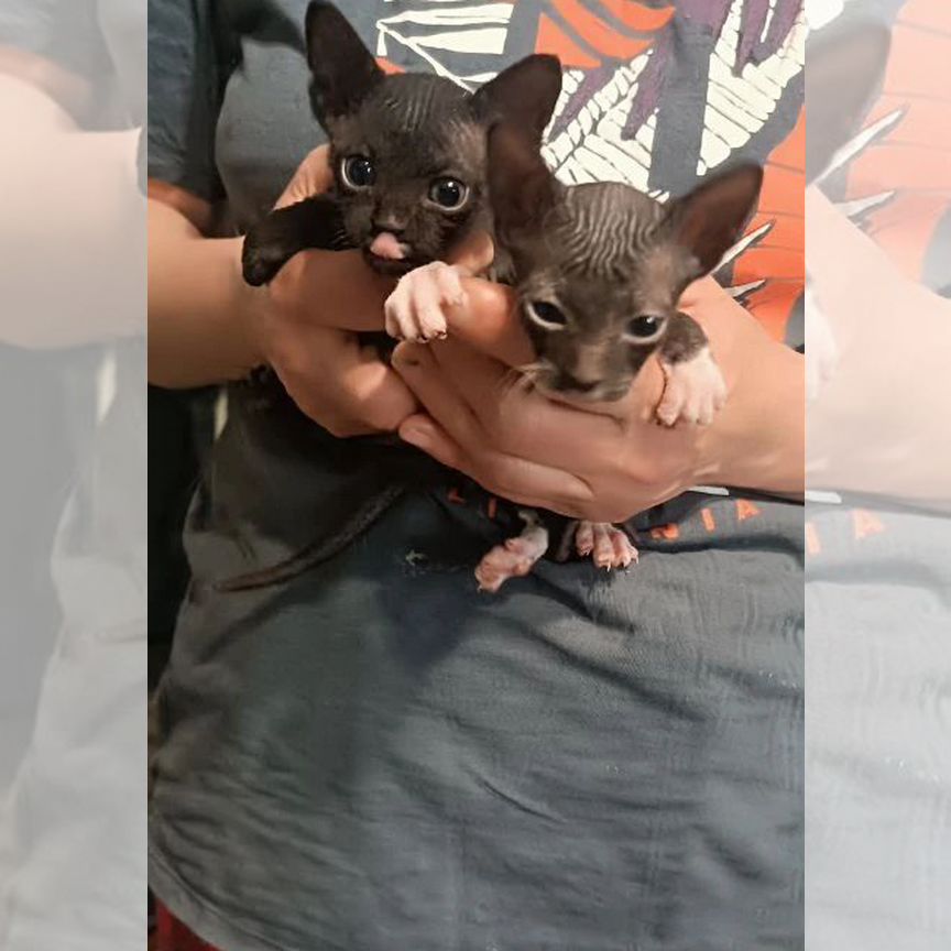 Донской сфинкс котёнок