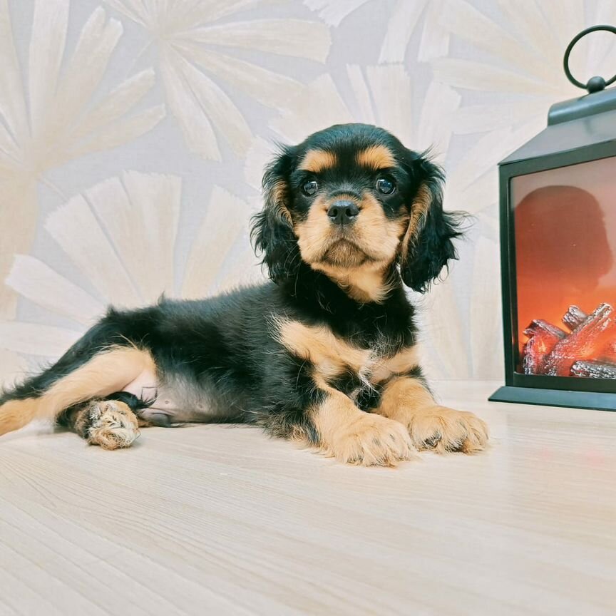 Кавалер кинг-чарльз-спаниель, щенок