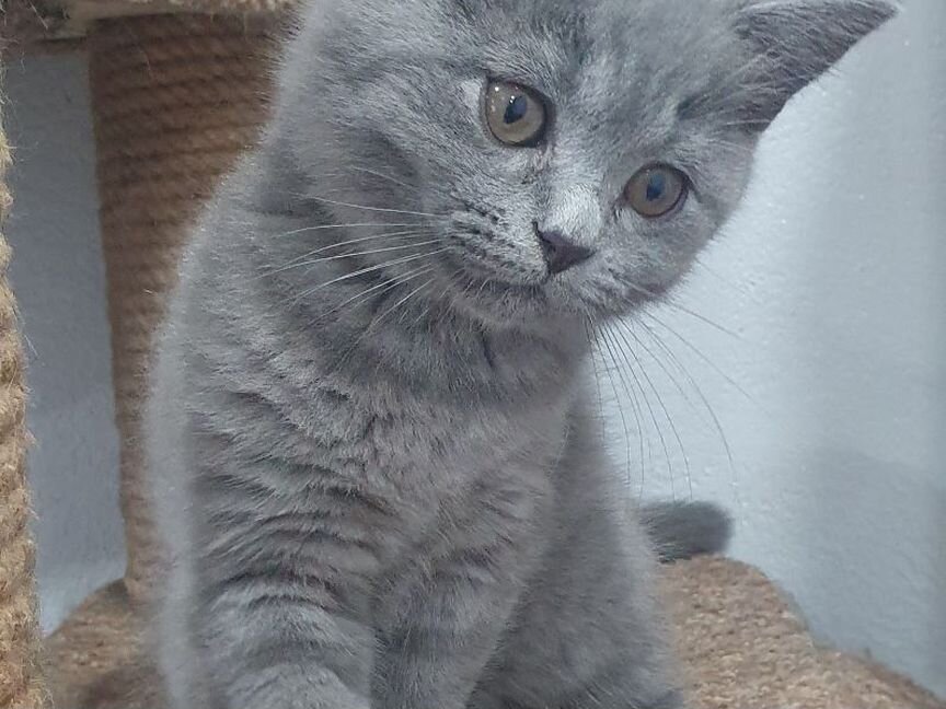 Голубой мальчик