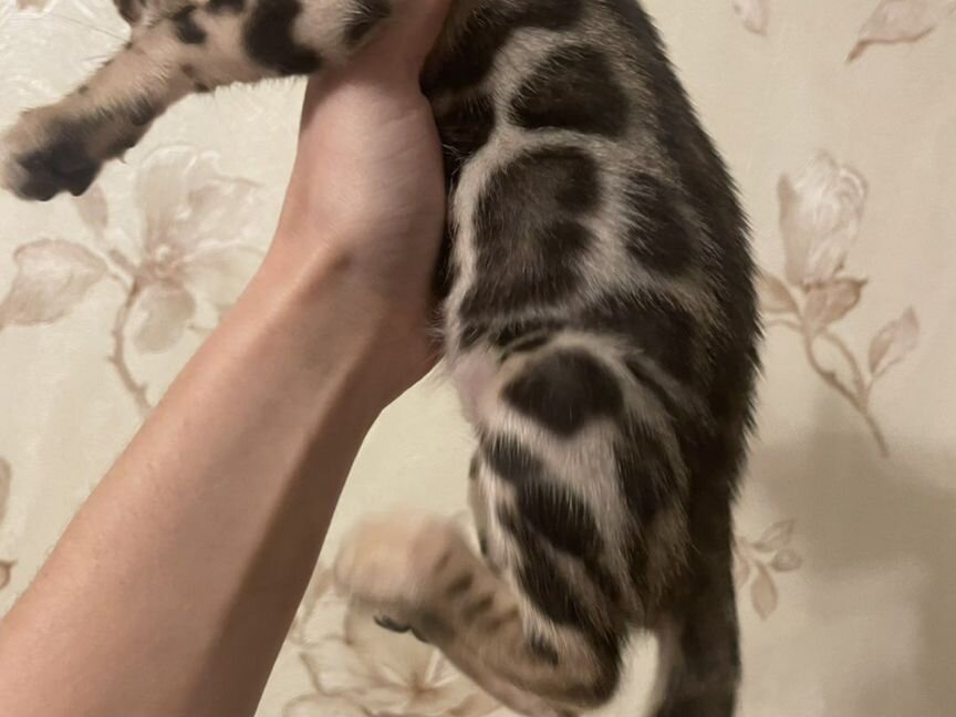 Бенгальская котята москва