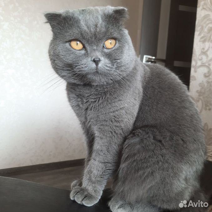 Брутальный скотиш-фолд ищет вторую половинку