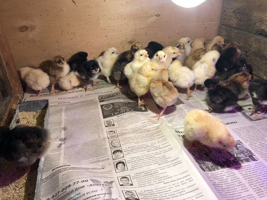 Цыплята домашние