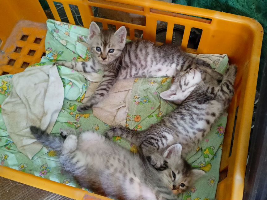 Котята в добрые руки бесплатно