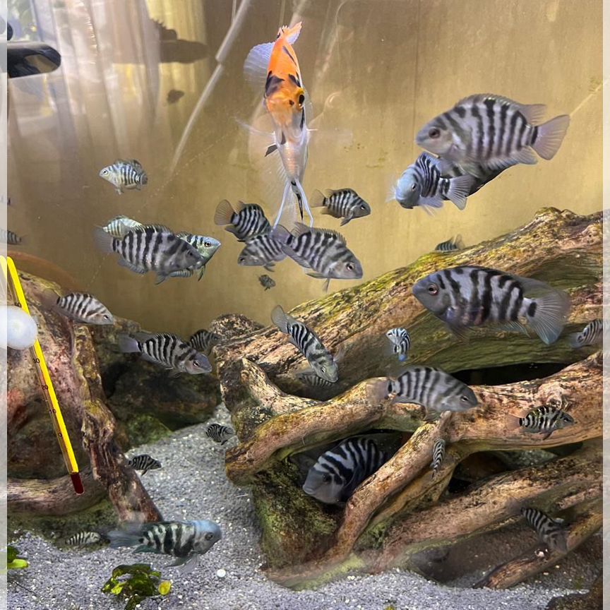 Рыбка сапфировый попугай