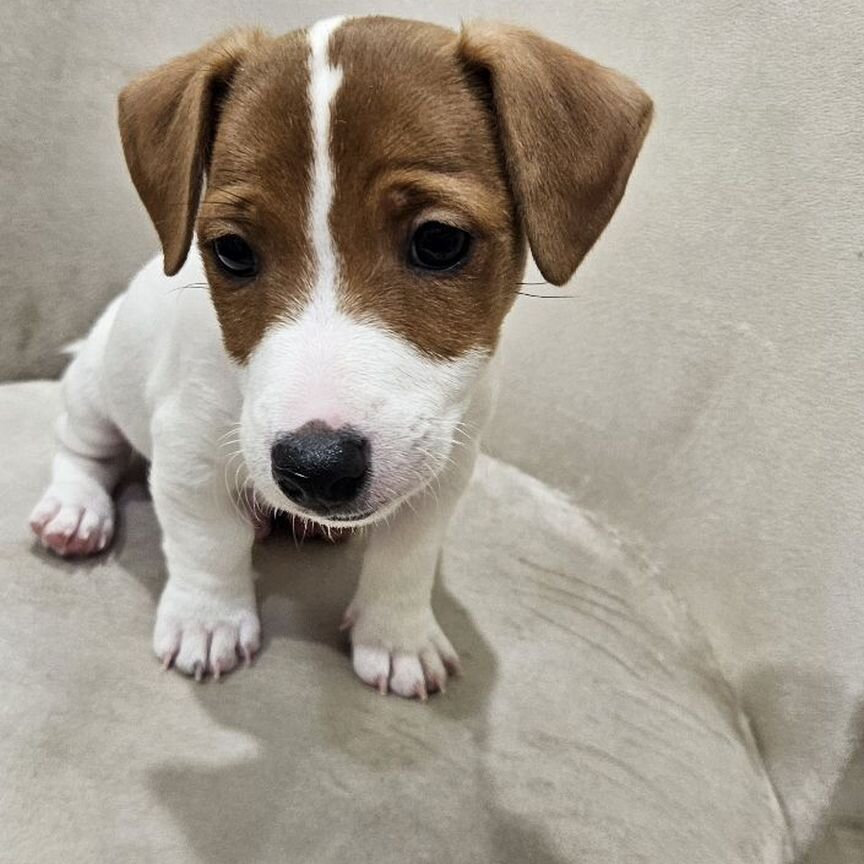 Щенки джек рассел терьер гладкошерстный