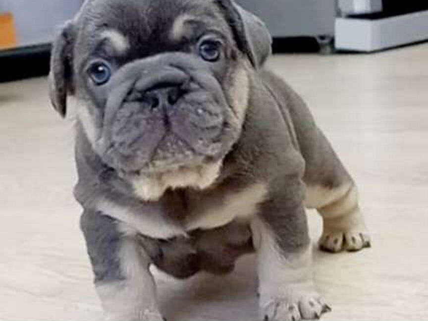 Мальчик лилак тан ношение изабелла нью шейд