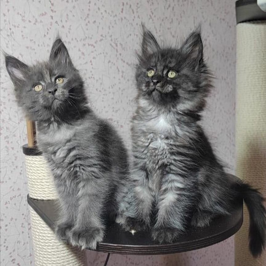 Котята мейн-кун