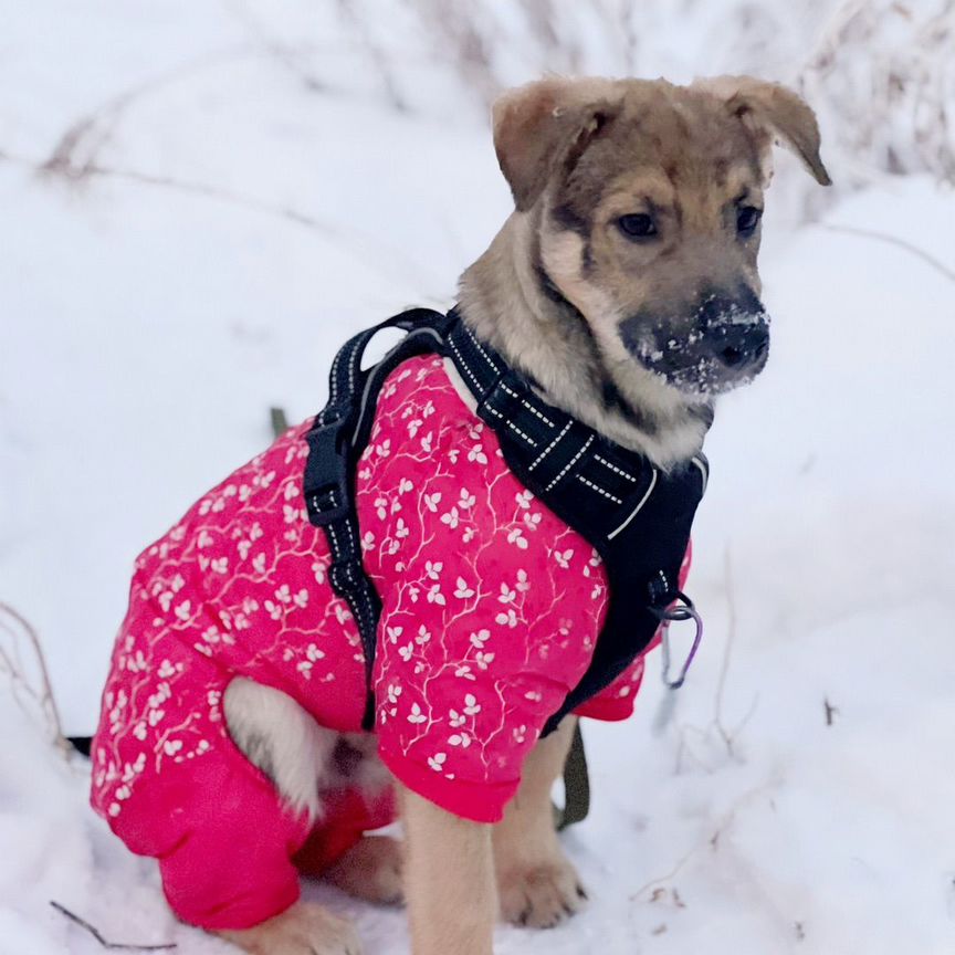 Щенок в добрые руки бесплатно