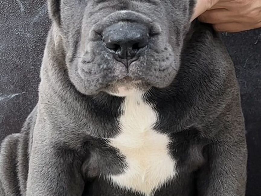 Итальянский Кане Корсо