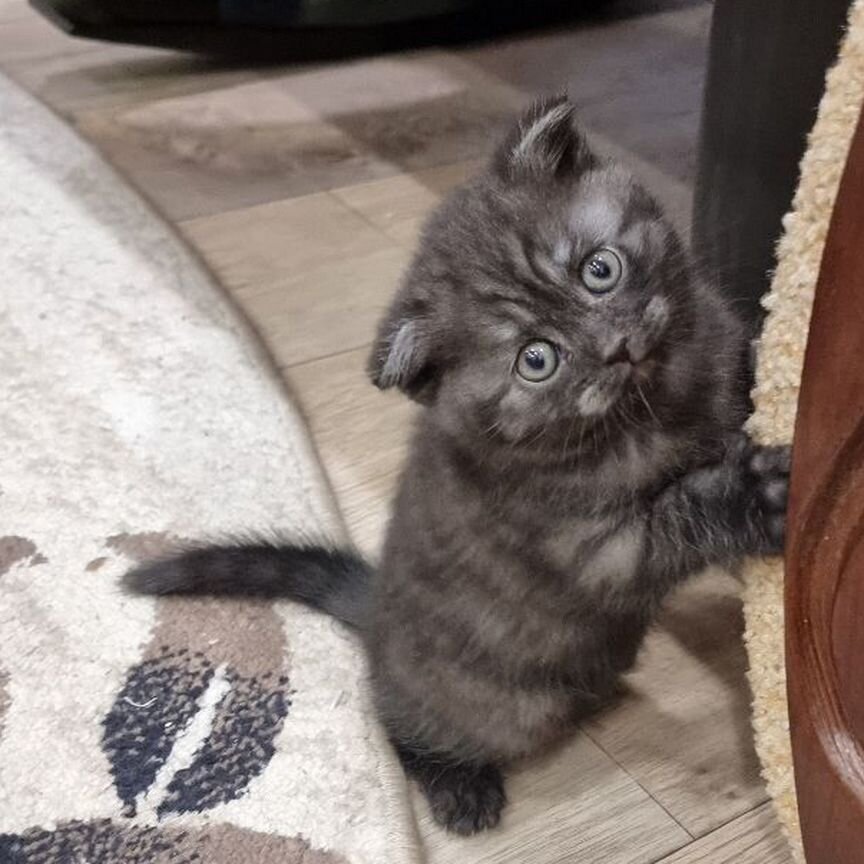 Шотландский вислоухий короткошёрстный котёнок