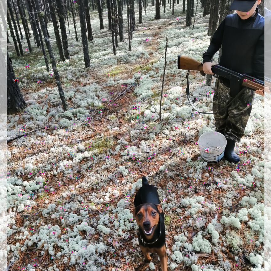 Цвергпинчер, взрослый пёс