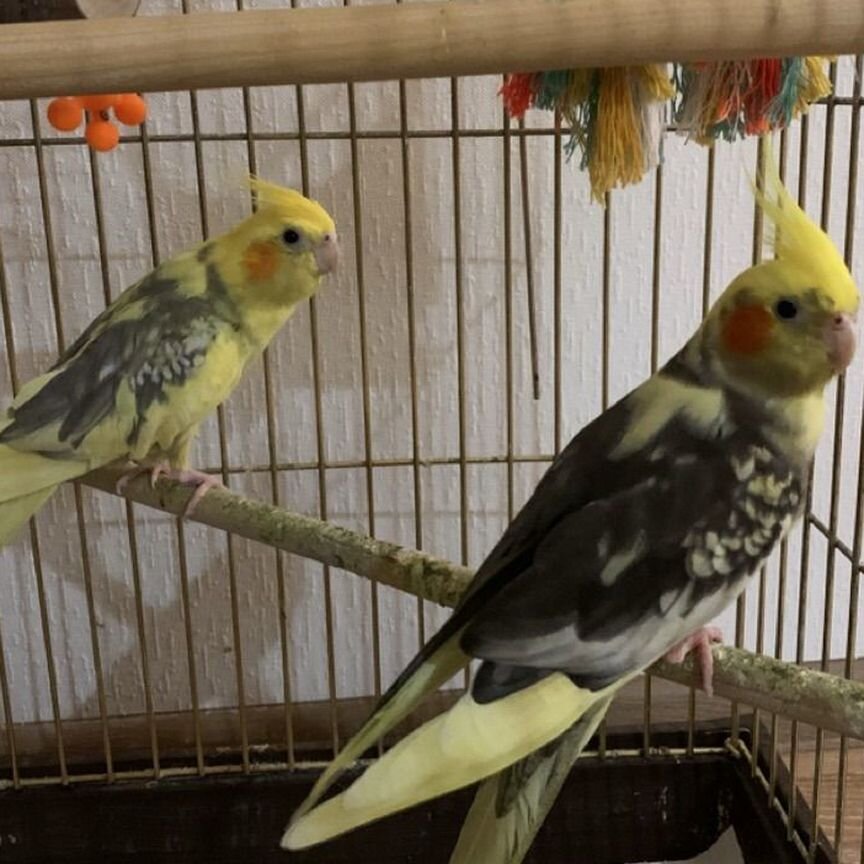 Попугай корелла с клеткой