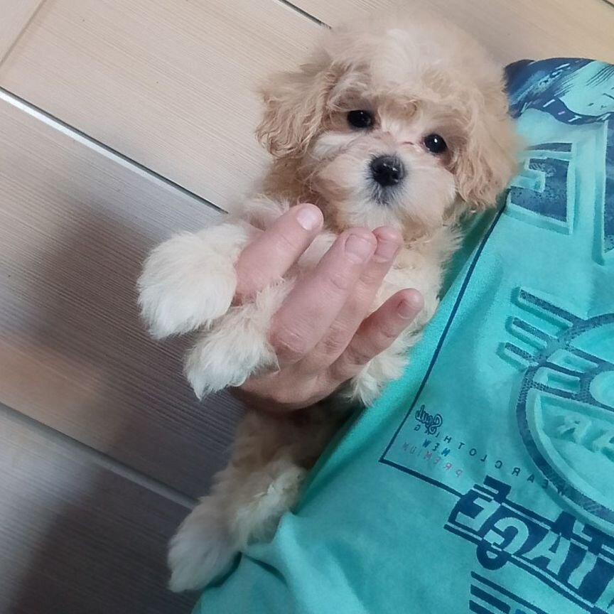 Мальтипушки невероятно красивые