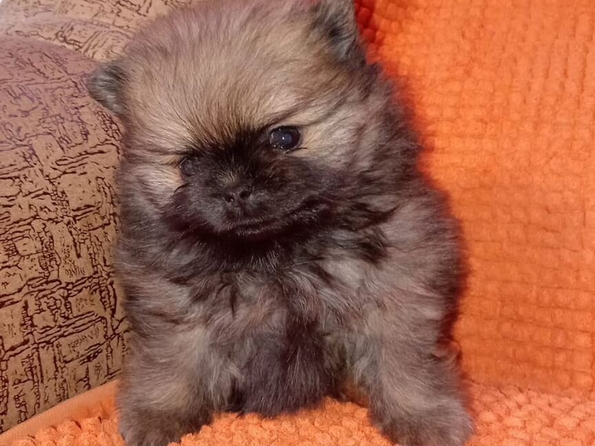 Собаки щенки шпиц