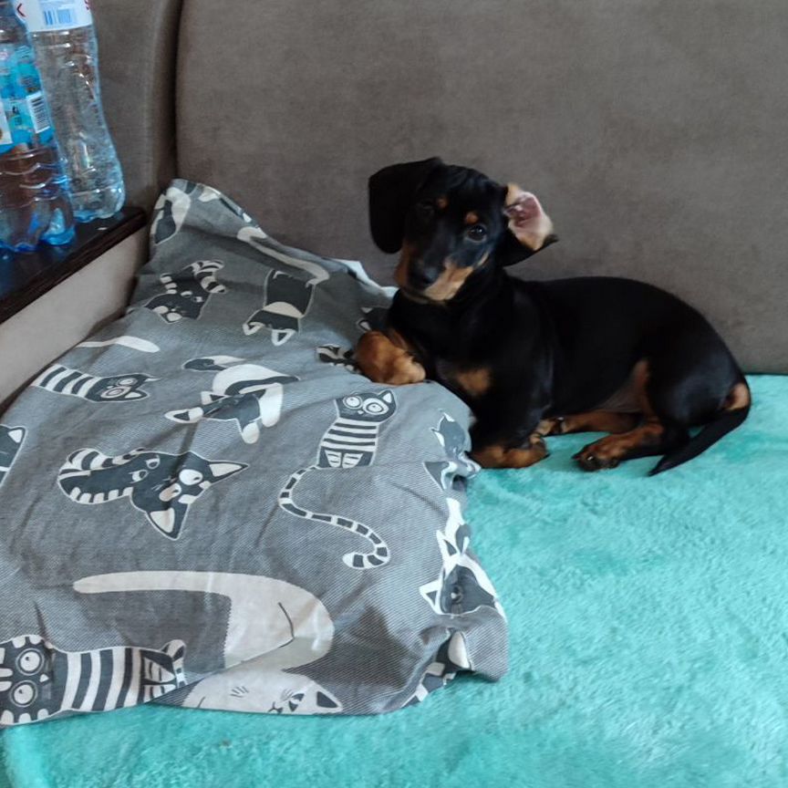 Кроличья такса, щенок