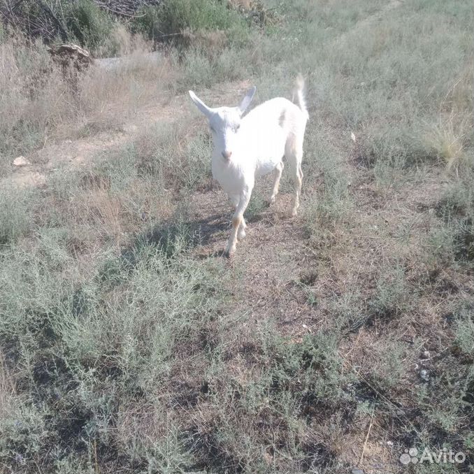 Козочка 6мес