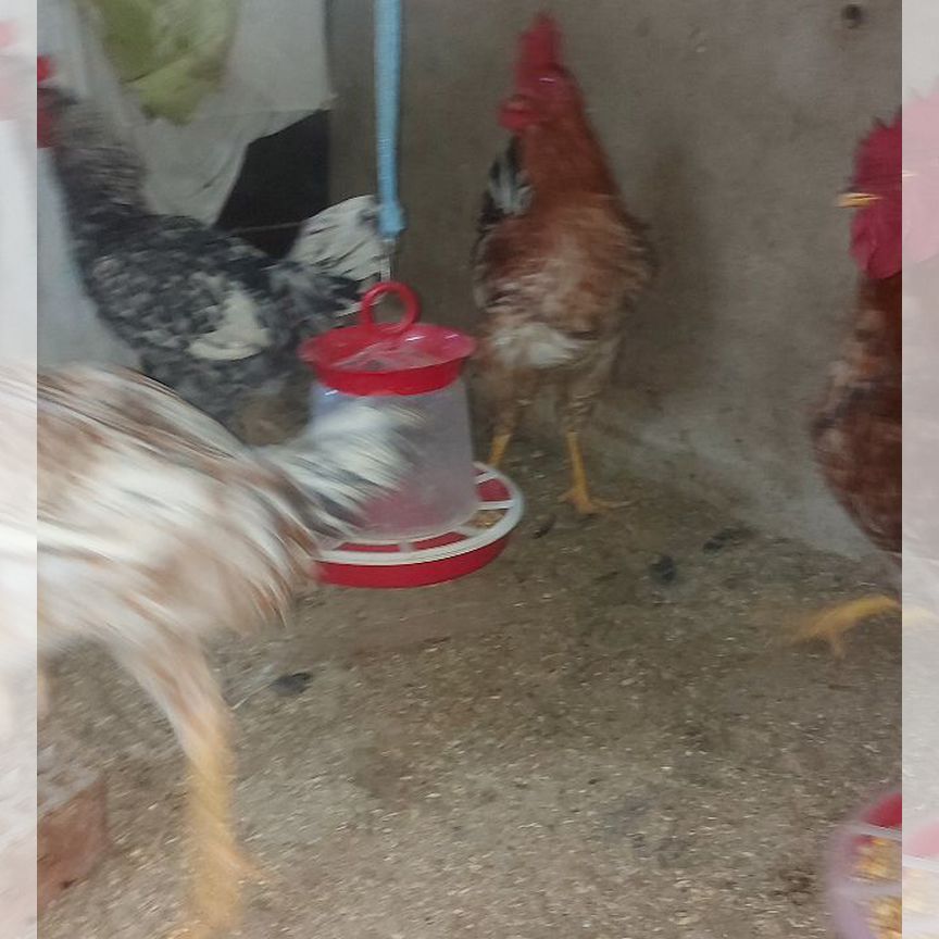 Петух цветного бройлера