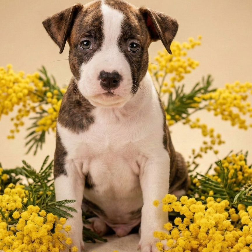 Американский стаффордширский терьер, щенок