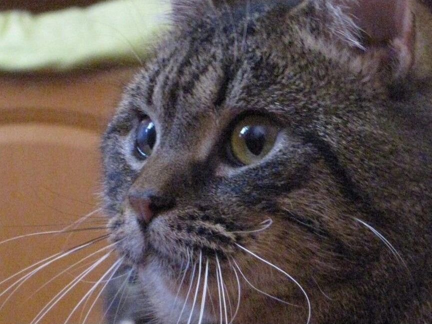 Очень ласковый котик хочет в семью