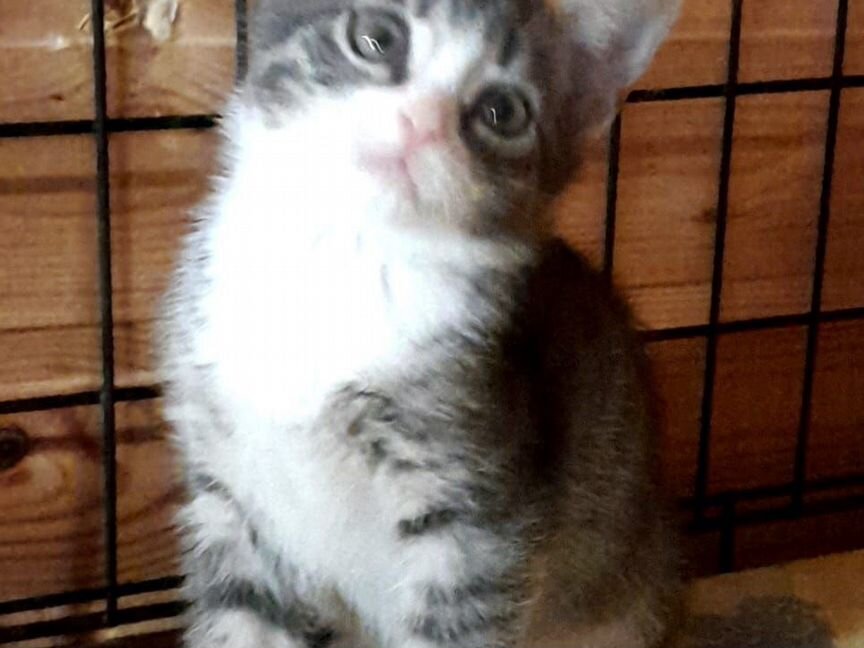 Котенок хочет домой