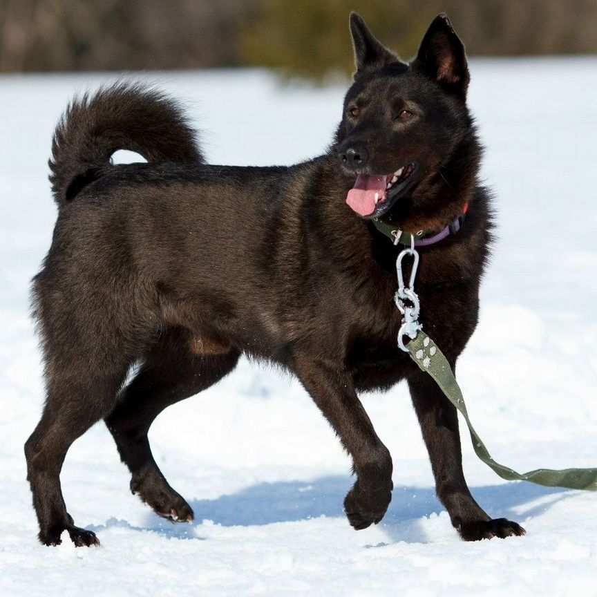 Взрослый пёс из приюта