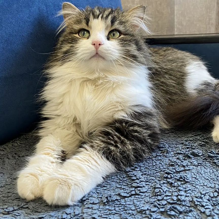 Взрослый кот в добрые руки