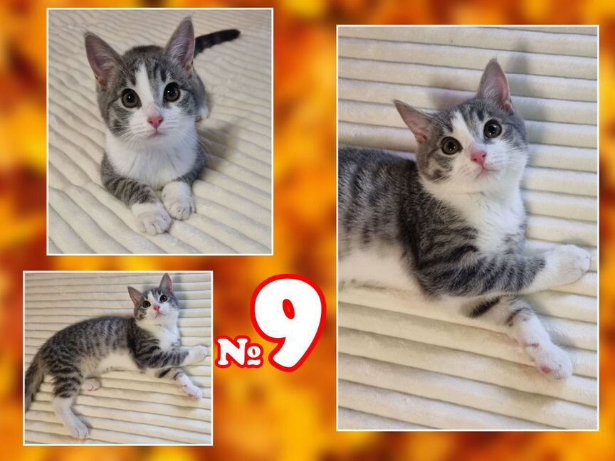 Котенок Лилу в добрые ручки