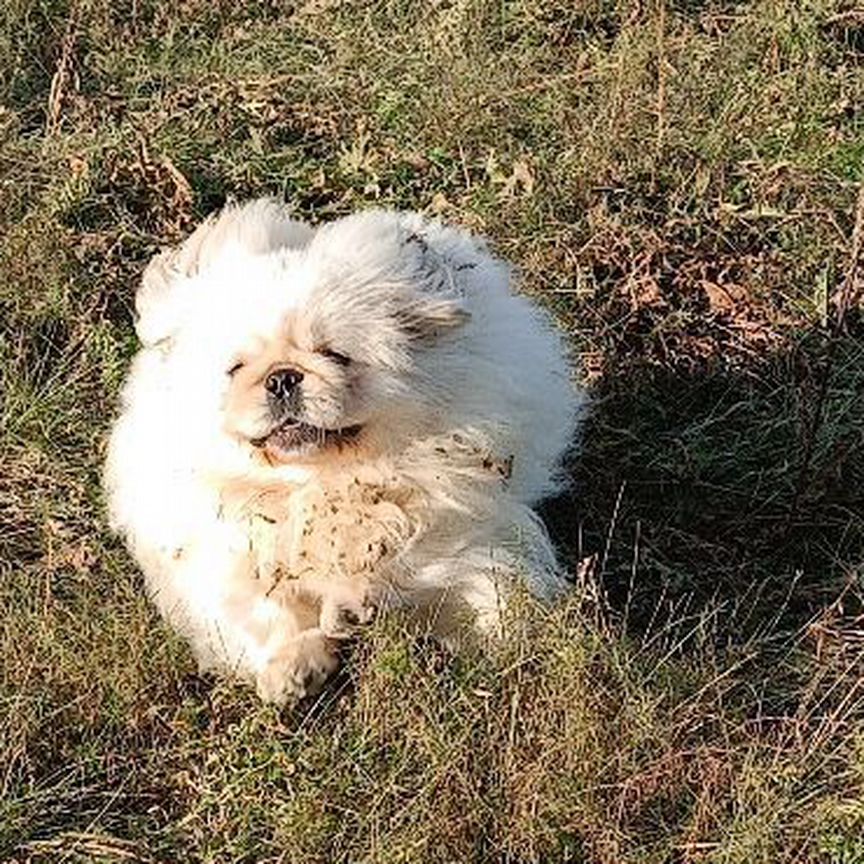 Пекинес, щенок