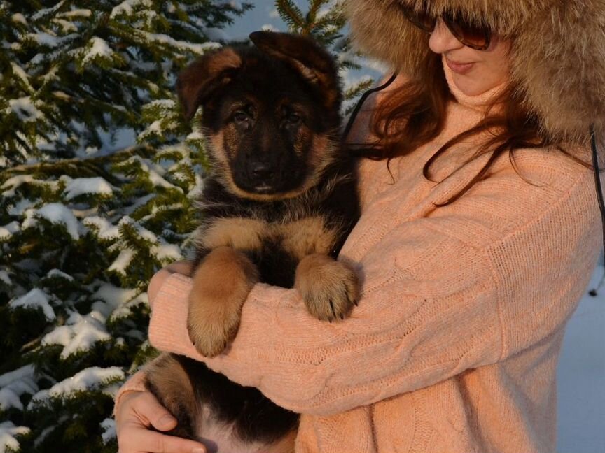 Красивая сука (щенок немецкой овчарки) РКФ