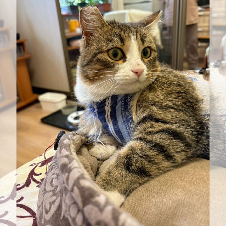 Взрослая, Девочка кошка в добрые руки