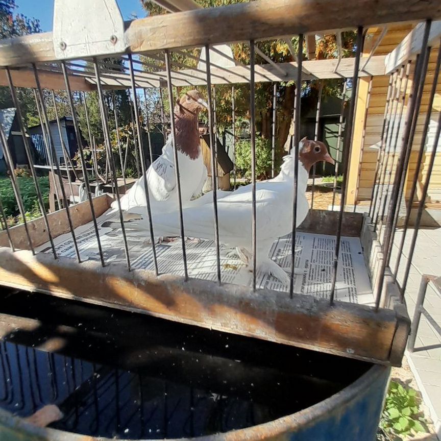 Птица голуби