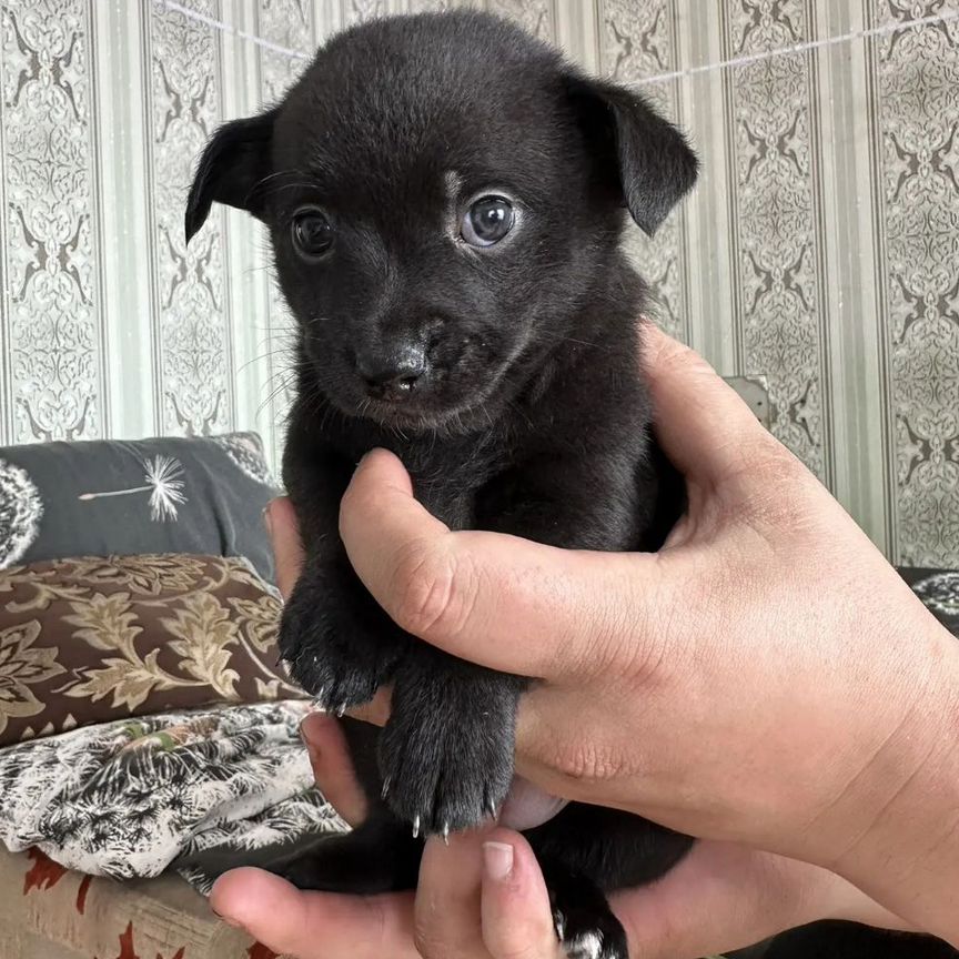 Русский той-терьер, щенок