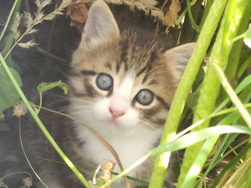 Котик в добрые руки