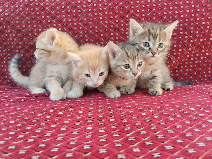 Котята, котик, котёнок, кошечка, рыжий котенок