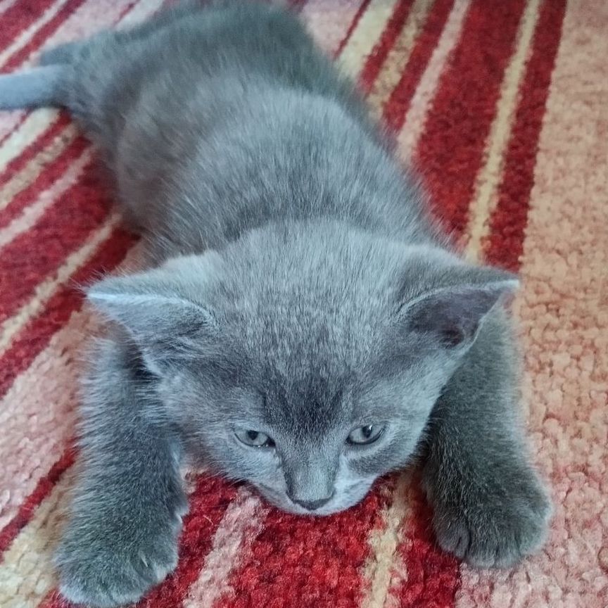 Игривый британец котенок