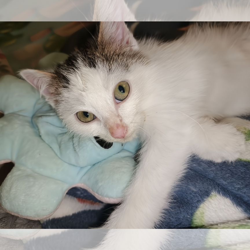 Котёнок в добрые руки