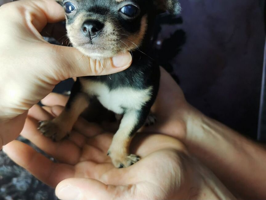 Супер красивые мини чихуахуа