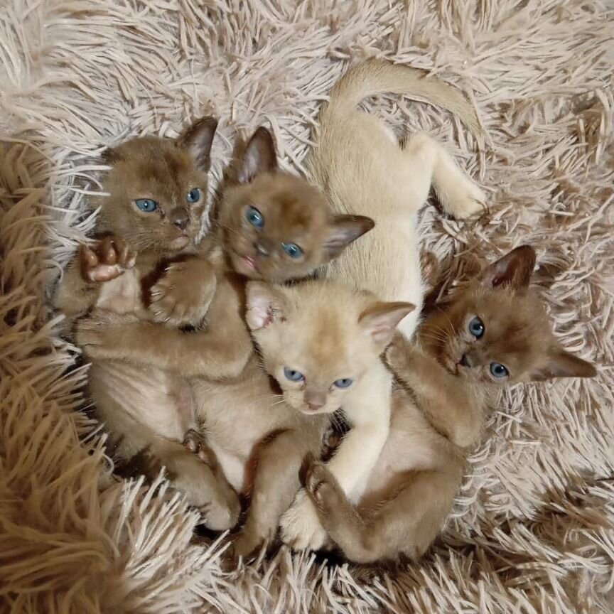 Бурманские котята