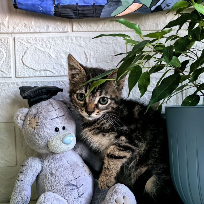 Котёнок в добрые руки