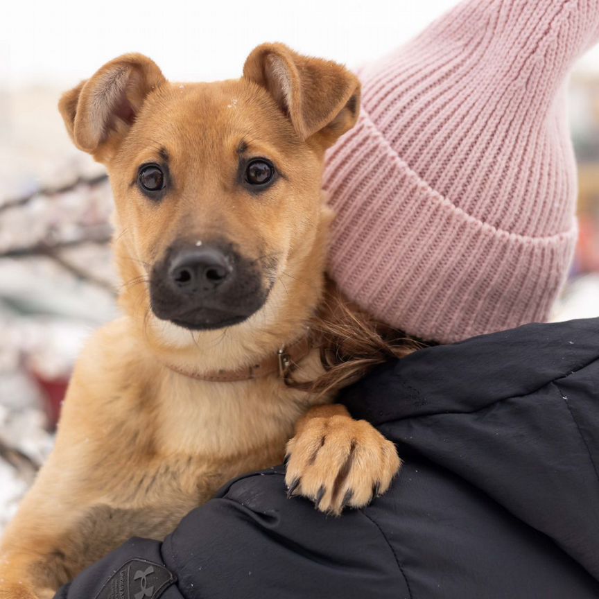 Щенок в добрые руки