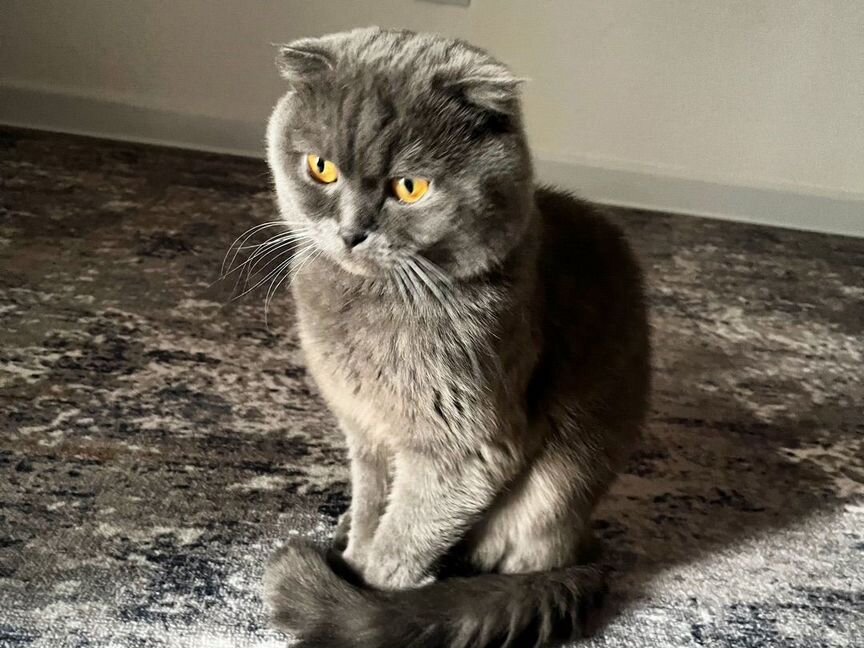 Вислоухий шотландский кот