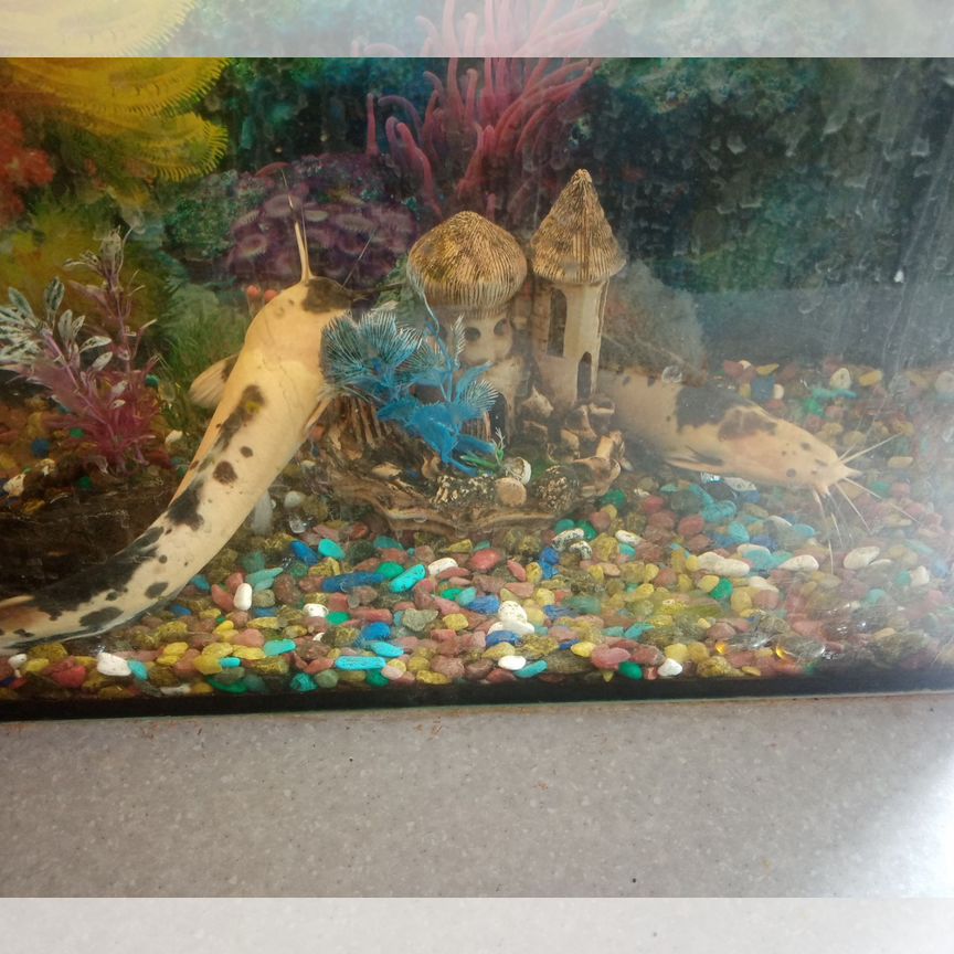 Сомы клариусы